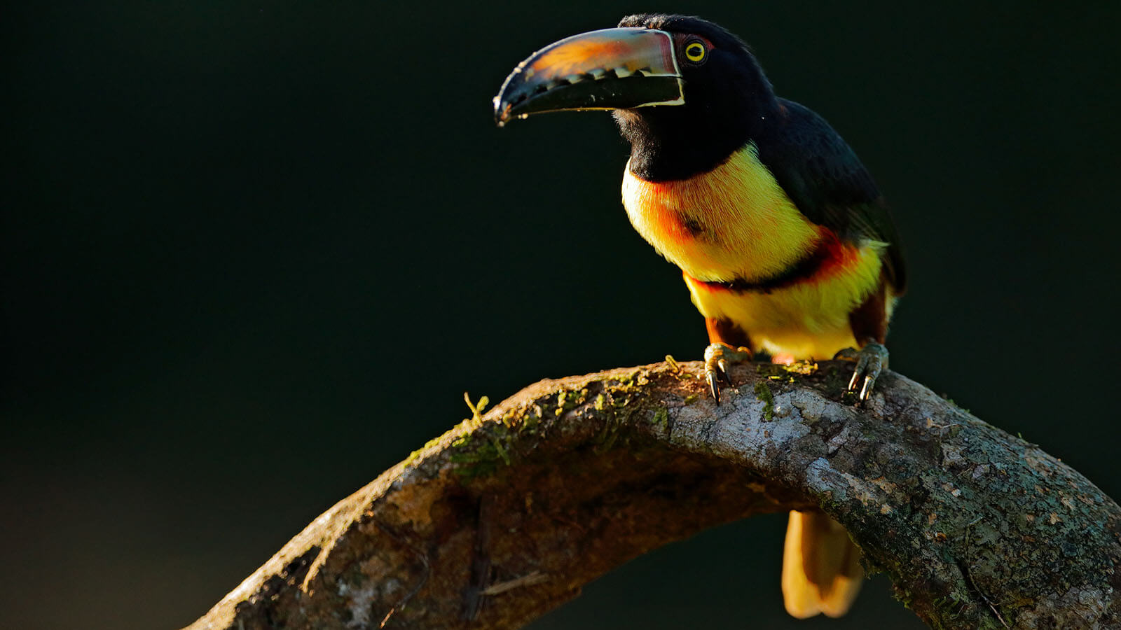 Birdwatching Tour at Aguacate Lagoon - Belizehubtours